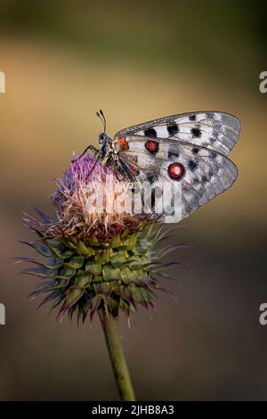 Apollo butterfly (Parnassius apollo). This butterfly is native to the ...