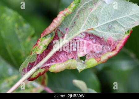 Red discolored apple leaves due to aphids Dysaphis radicicola radicola ...