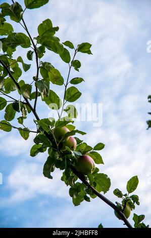 Colorful aspects of apple tree branches and sunflowers Stock Photo - Alamy
