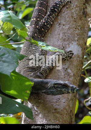 Spotted tree monitor (Varanus scalaris) from the rainforest of Daintree ...