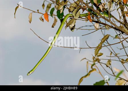 Batterby's Green Snake (Philothamnus battersbyi), hanging in branches ...
