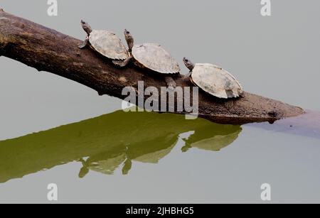 The Assam roofed turtle (Pangshura sylhetensis) also known as Sylhet ...