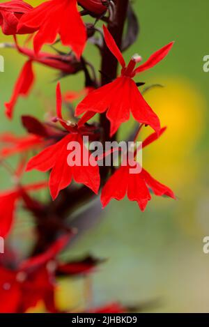 Cardinal flower Queen Victoria, Lobelia cardinalis Queen Victoria, 2 ...