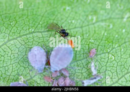 Parasitoid wasp (Aphidius colemani) ovipositing in peach potato aphid ...