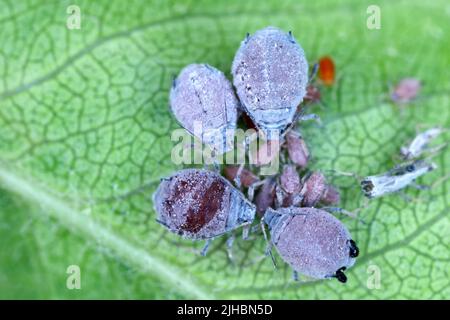 Dysaphis pyri - Pear bedstraw aphid, pest of pear trees in orchards and ...