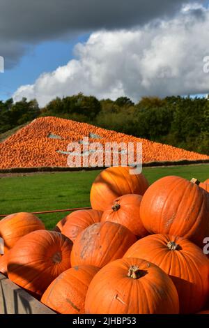 A Mountain Of Halloween Pumpkins At Sunnyfields Farm Shop Stock Photo ...