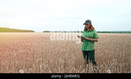 Woman agronomist works in ripe wheat field with digital tablet ...