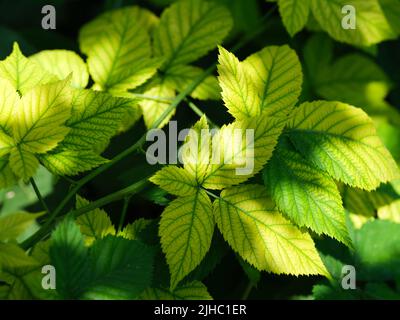 Raspberry plant with yellow leaves, green veins. Nutrient deficiency ...