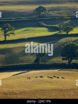 Early morning in Blackdown Hills AONB, Devon Stock Photo - Alamy