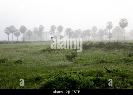 carnauba (copernicia prunifera) is a species of palm native to ...