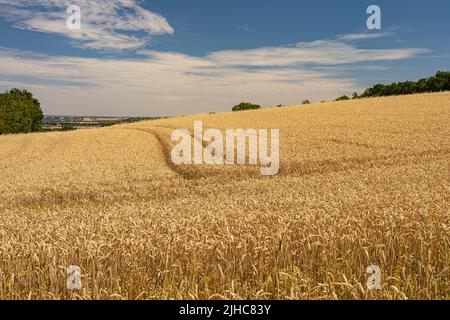 ripe corn field in thuringia close to harvest Stock Photo - Alamy