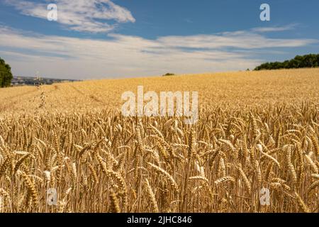 ripe corn field in thuringia close to harvest Stock Photo - Alamy