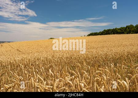 ripe corn field in thuringia close to harvest Stock Photo - Alamy