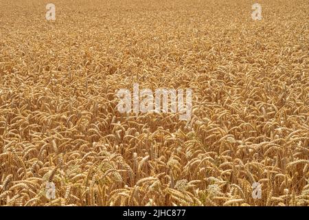 ripe corn field in thuringia close to harvest Stock Photo - Alamy