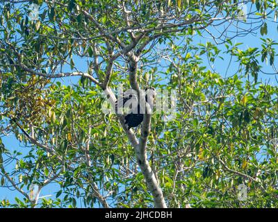 Crested Eagle,Morphnus guianensis, a very rare giant eagle in the ...