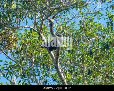 Crested Eagle,Morphnus guianensis, a very rare giant eagle in the ...