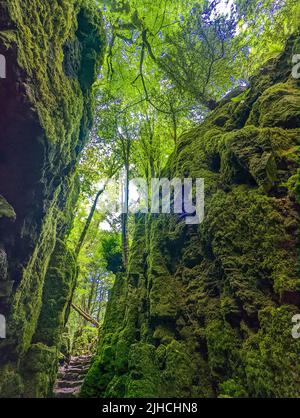 The moss covered rocks of Puzzlewood, an woodland near Coleford, Royal Forest of Dean, UK Stock ...