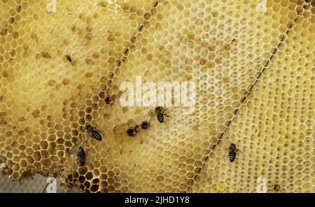 Detail of insects making honey, hive Stock Photo - Alamy