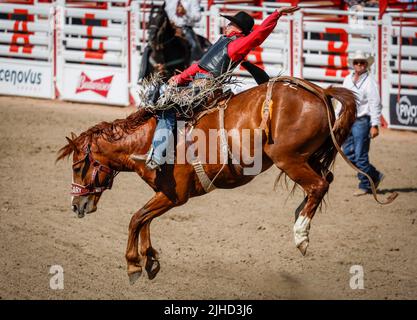 Saddle bronc event at the Calgary Stampede Rodeo Stock Photo - Alamy
