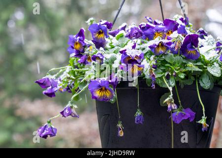 Spring pansies in a planter pot, potted spring container garden flowers ...