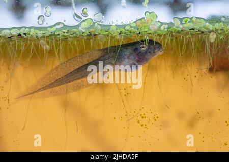 Issaquah, WA, USA. Pacific Tree Frog tadpoles with hind legs eating ...
