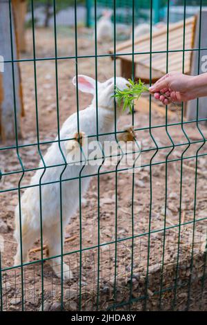 a white rabbit is fed grass through a grate Stock Photo - Alamy