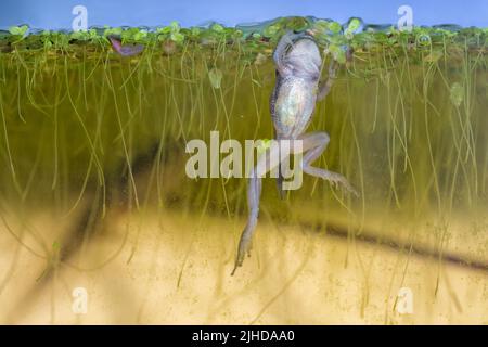 Young Tree frog on top of a finger Stock Photo - Alamy
