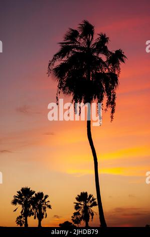 carnauba (copernicia prunifera) is a species of palm native to ...