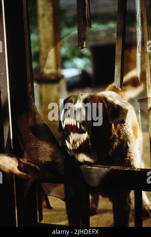 CUJO, CUJO, 1983 Stock Photo - Alamy