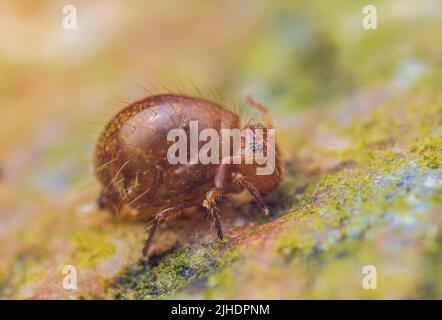 Globular springtail Dicyrtomina ornata or fusca in very close view ...