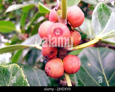 fruits of banyan tree with big leaf Stock Photo - Alamy