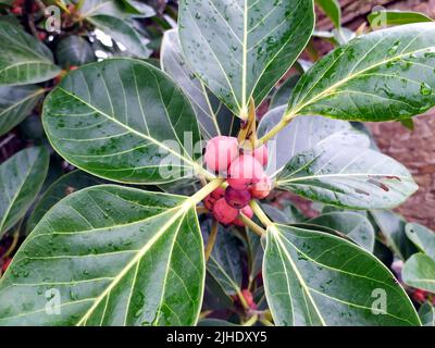 fruits of banyan tree with big leaf Stock Photo - Alamy