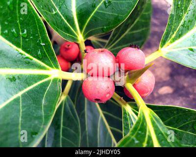 fruits of banyan tree with big leaf Stock Photo - Alamy