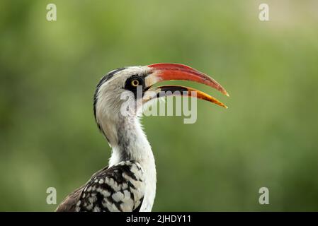 The Ruaha Red Billed Hornbill is now classified as a distinct species ...