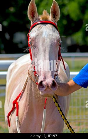 Portrait of akhal-teke horse ,before horse race,Northern Caucasus Stock ...