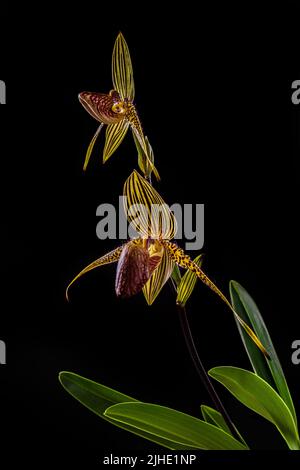 Paphiopedilum rothschildianum orchid specie in bloom. Side view. Black ...
