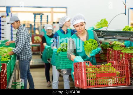 Women and man sorting lettuce in vegetable factory Stock Photo - Alamy