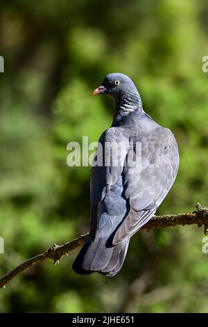 Columba palumbus - The wood pigeon is a species of columbiform bird in ...