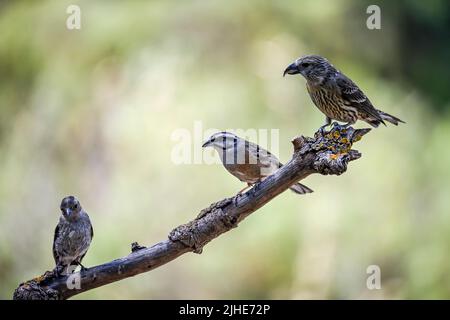 Common garnet or Linaria cannabina, passerine bird of the Fringillidae ...