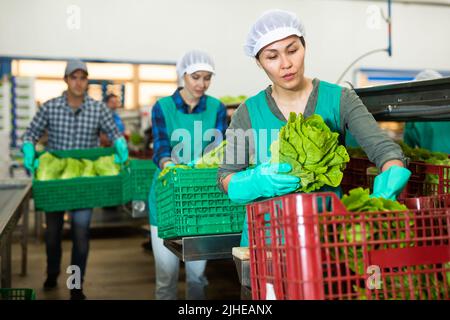 Female workers of vegetable sorting factory checking and peeling ...
