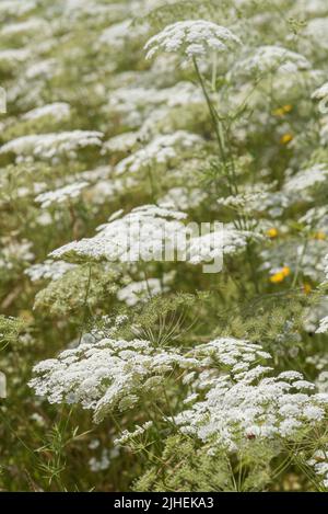Close up of Khella - Ammi visnaga is a flowering plant in the carrot ...