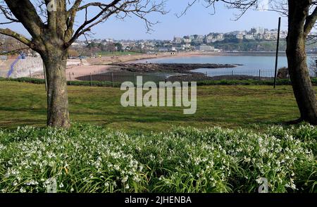 Spring wildflowers growing at Corbyn Head, Torquay, overlooking Abbey ...