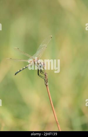 The long-legged marsh glider dragonfly Stock Photo - Alamy