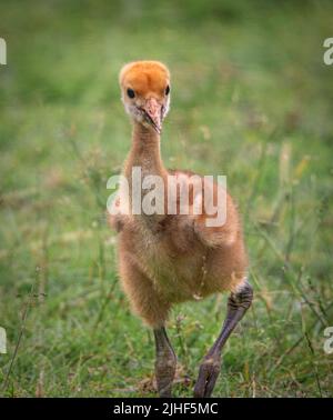 This little crane is covered in brown tufty feathers. BURSCOUGH, UK ...