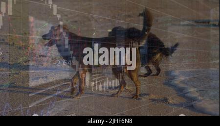 Image of data processing over dogs Stock Photo - Alamy