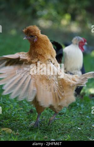 A flock of chicken foraging on grasses in a farm Stock Photo - Alamy