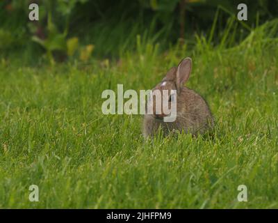 2022 was an exceptional year for the numbers of rabbits on North Uist ...
