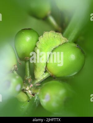 Holly Blue Butterfly Larva; Celastrina argiolus Single Caterpillar on ...