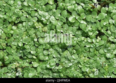 Intermediate Water-starwort - Callitriche brutia ssp. hamulata Stock ...