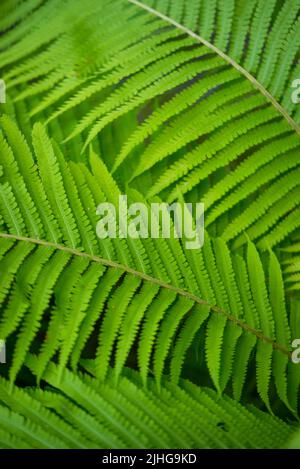 Beautiful fern leaf texture in nature. Natural ferns blurred background ...
